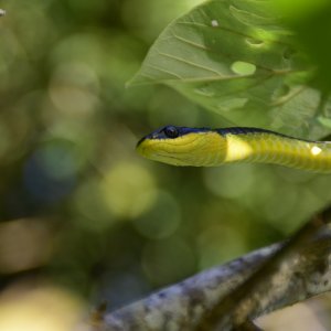 Green Tree Snake | DPReview Forums