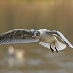 lakes--reservoirs | DPReview Forums