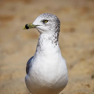 fuji-x-e2 | DPReview Forums