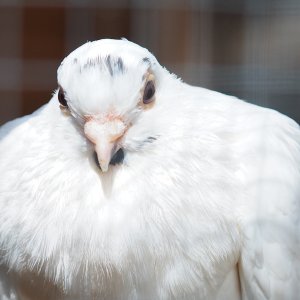 bodyquard | DPReview Forums