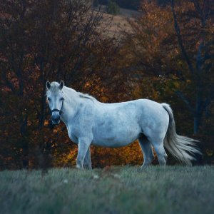 winter-is-coming | DPReview Forums