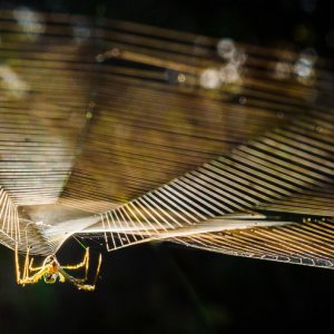 spiders | DPReview Forums