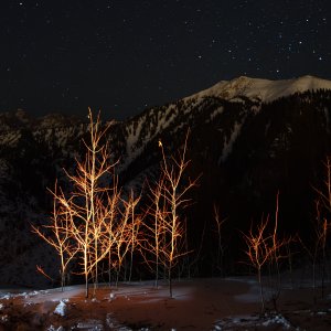 burning trees | DPReview Forums