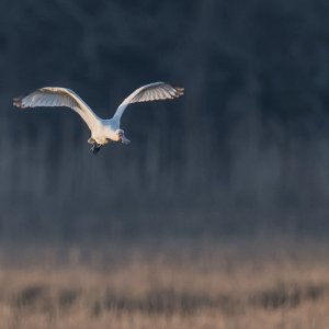 Spoonbill in pouring rain | DPReview Forums
