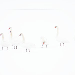 walking swans | DPReview Forums