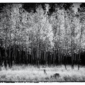 Arizona Aspens | DPReview Forums