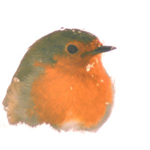 Robin in the snow | DPReview Forums