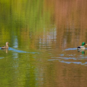 The duck in the red lane.... | DPReview Forums