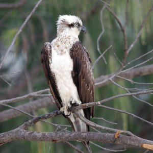 Osprey | DPReview Forums