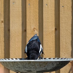 Magpie #1 | DPReview Forums