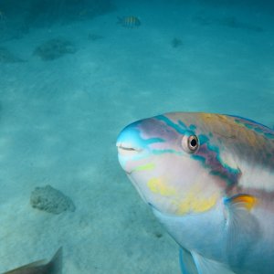 Parrot Fish St. Thomas USVI | DPReview Forums