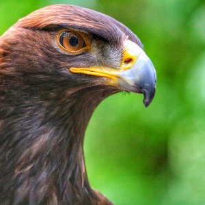 golden eagle | DPReview Forums