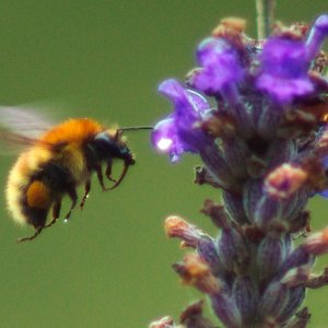 hoverbee | DPReview Forums