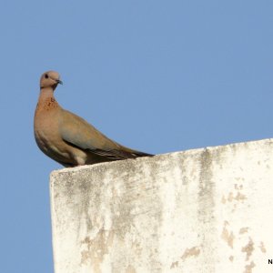 Dove | DPReview Forums