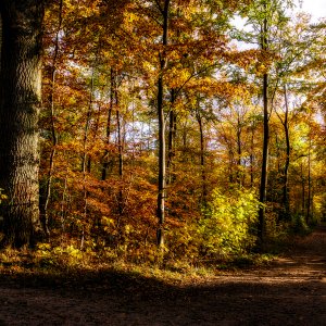 kongelunden | DPReview Forums