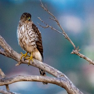 BC Osprey II-4232 | DPReview Forums