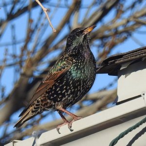 bird_crop | DPReview Forums