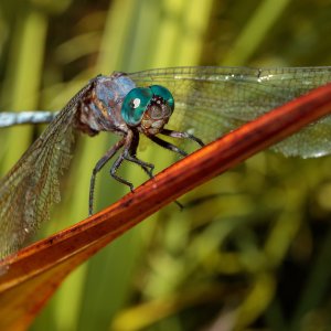 canon-ef-m-28mm-f35-macro | DPReview Forums