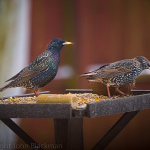 starling | DPReview Forums