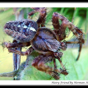 sony-s85 | DPReview Forums