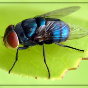 The Blue Fly | DPReview Forums