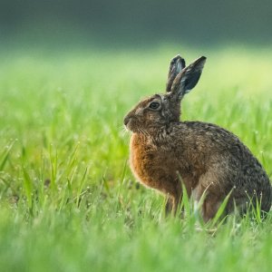 hare | DPReview Forums
