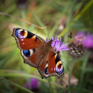 pentax-dfa100-macro | DPReview Forums