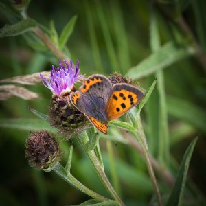 pentax-dfa100-macro | DPReview Forums