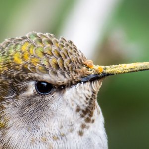 Anna's close up | DPReview Forums