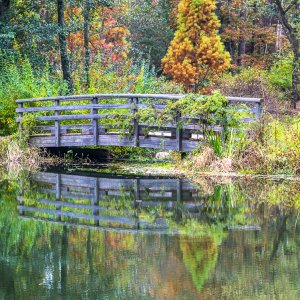 A bridge-1 | DPReview Forums