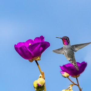 _DLB8042Hummingbird big small crop | DPReview Forums