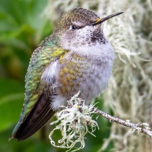 Anna's close up | DPReview Forums