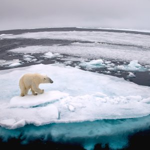 polar bear 070718-7384s | DPReview Forums