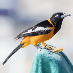 Bird of Aruba in Flight | DPReview Forums