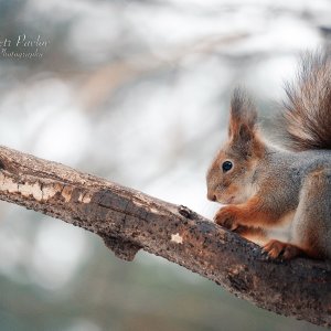 Fluffy Dpreview Forums