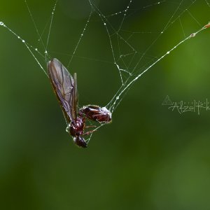 the first murder... | DPReview Forums