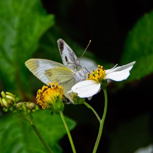 V3-964_DxO | DPReview Forums