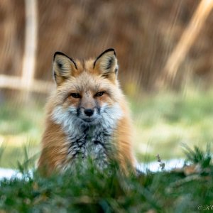 Red Fox | DPReview Forums