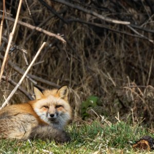 Red Fox | DPReview Forums