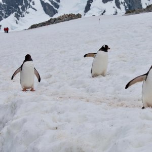 Gentoos | DPReview Forums