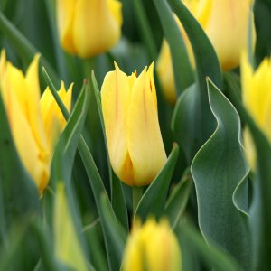 tulipf1andtroy | DPReview Forums