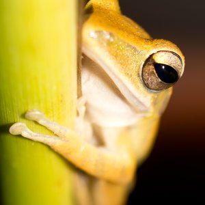 Frog 1 | DPReview Forums