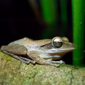 frog | DPReview Forums