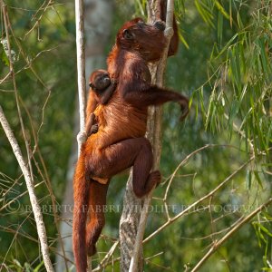 Red howler monkey, Peru | DPReview Forums
