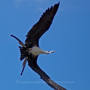 bird-with-food | DPReview Forums