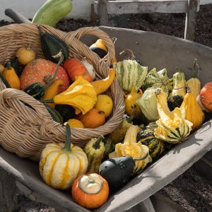 Clumber Park Walled Garden 7 | DPReview Forums