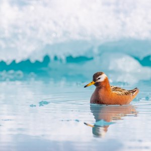 Phalarope One | DPReview Forums