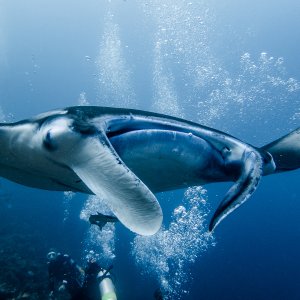 raies | DPReview Forums