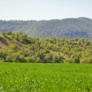 kohmaresorkhi | DPReview Forums