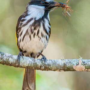 White-cheeked Honeyeater | DPReview Forums